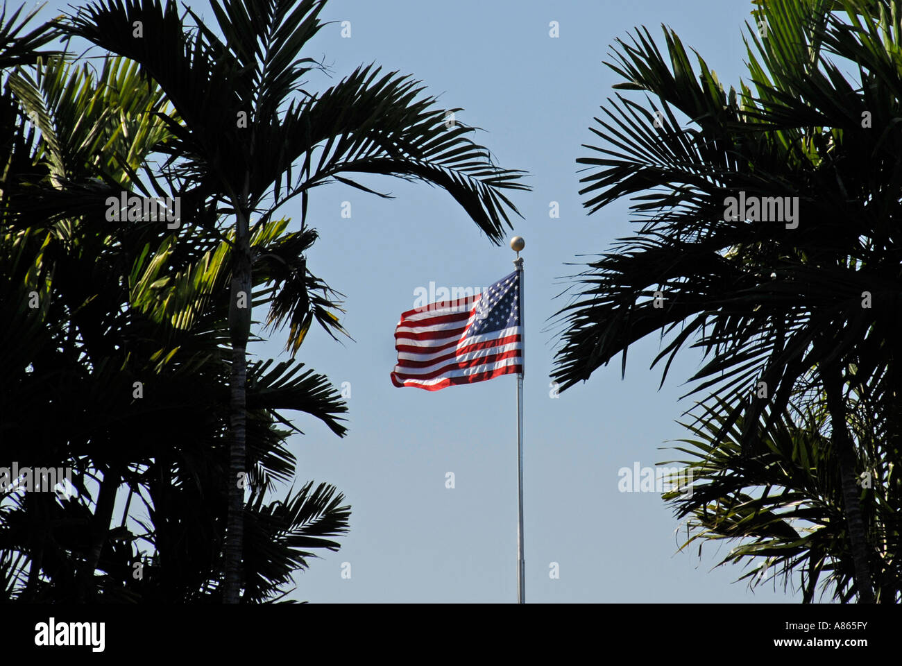 USA flag and palm trees Stock Photo - Alamy