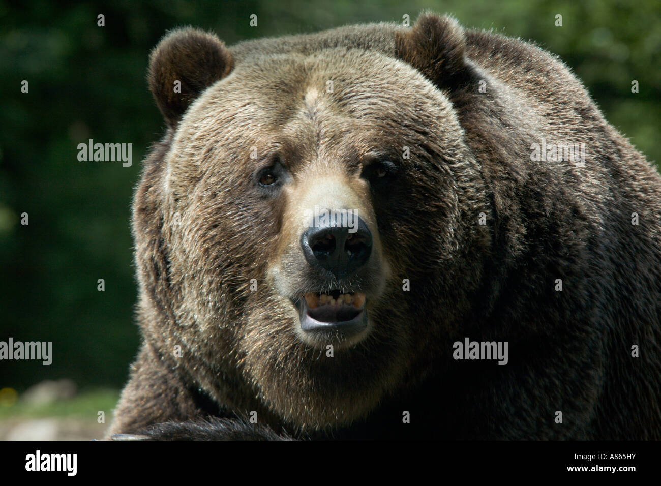 large grizzly bear staring at you captive Stock Photo - Alamy