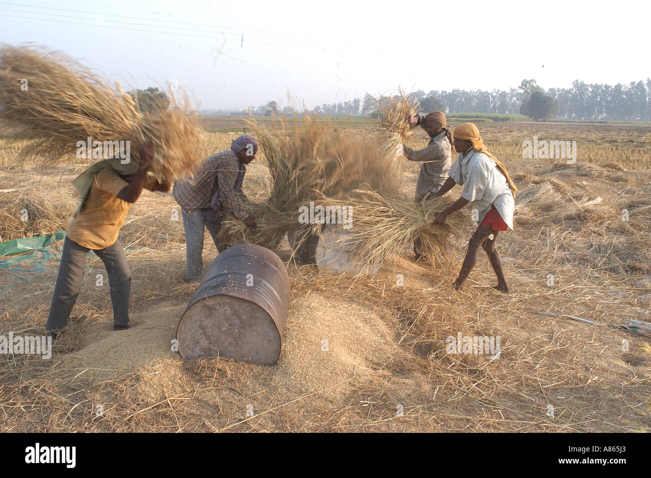 Farm workers threshing plant to get wheat grains in farm in Doulo ...
