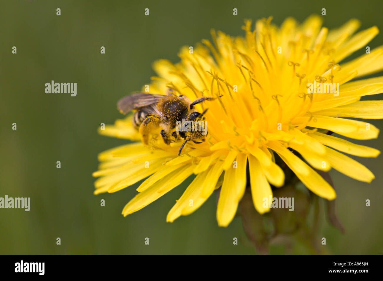 Bee gathers pollen on a yellow dandelion Stock Photo - Alamy