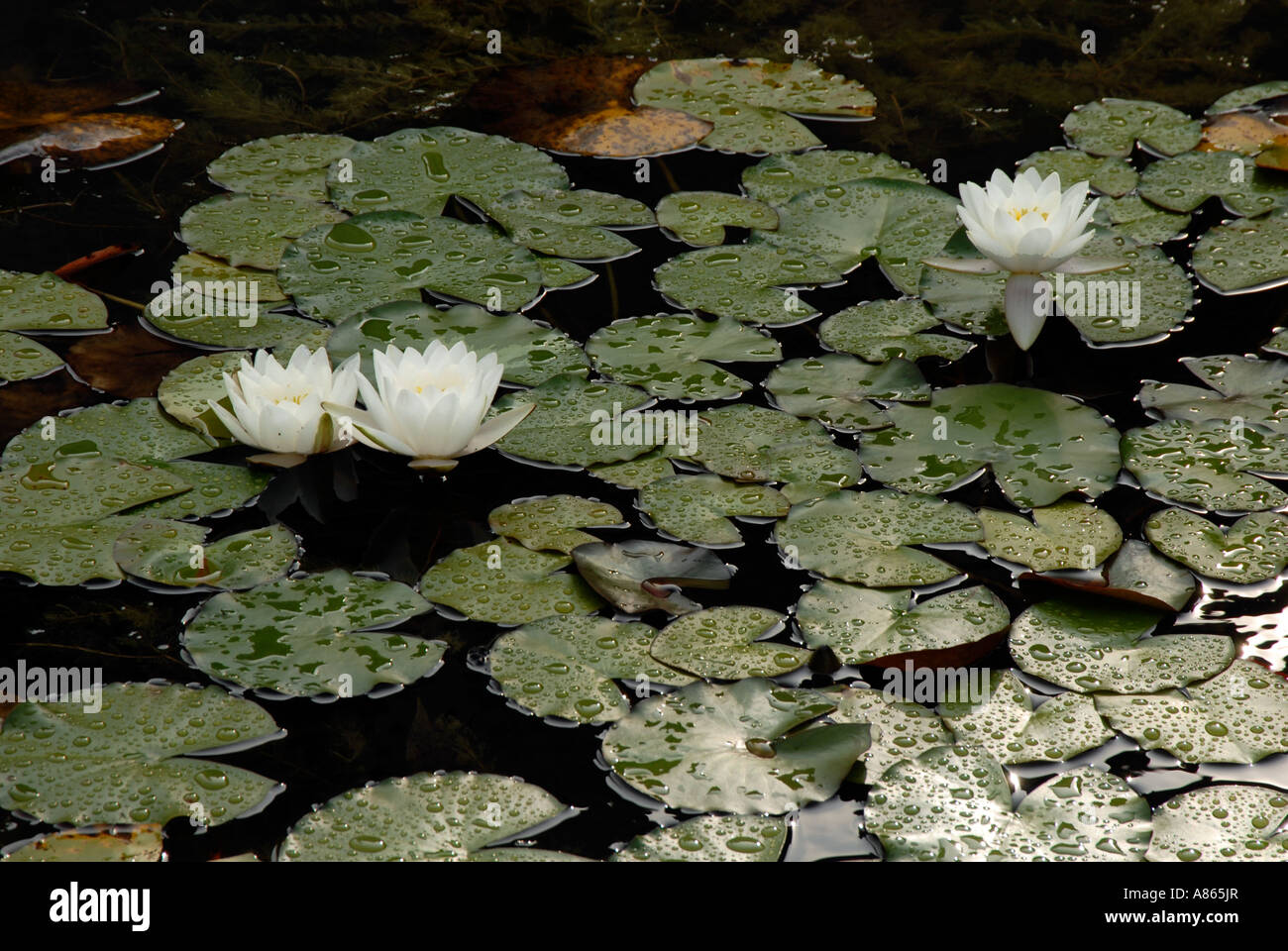 Fragrant water lily Stock Photo - Alamy