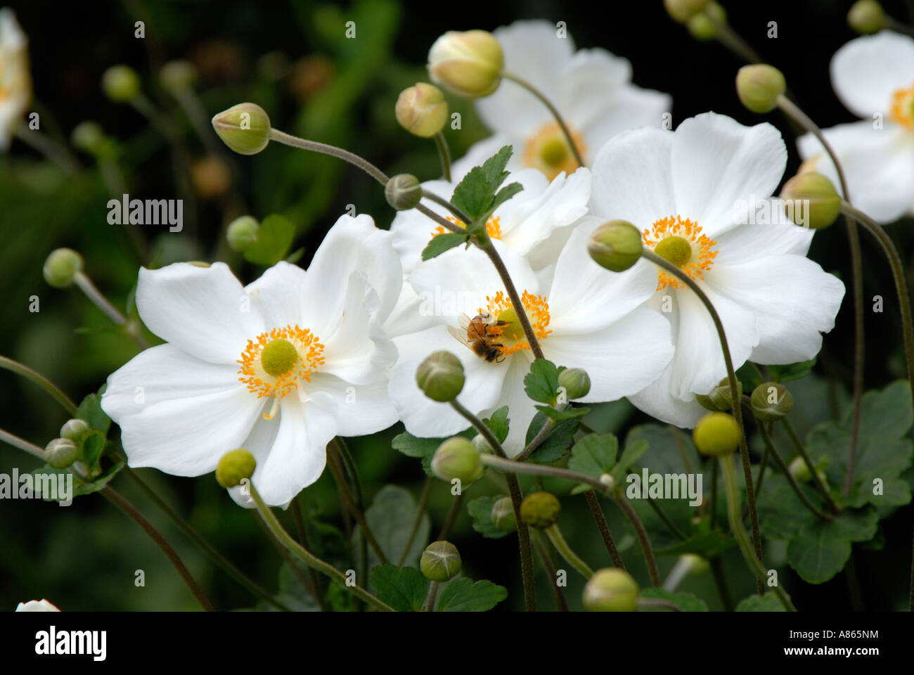 White flower, Anemone hybrida Stock Photo - Alamy