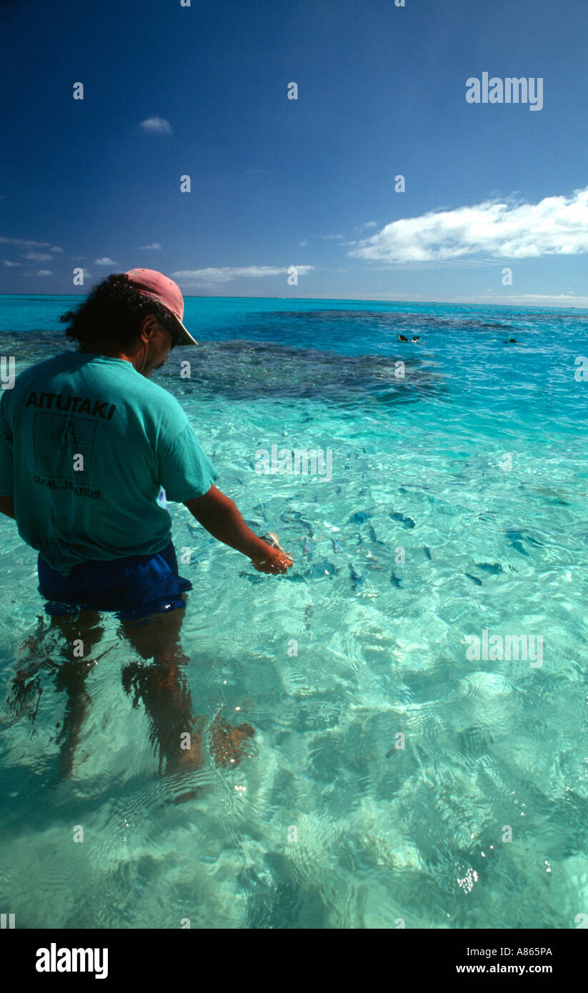 Guide feeding tropical reef fish Aitutaki Cook Islands Stock Photo - Alamy
