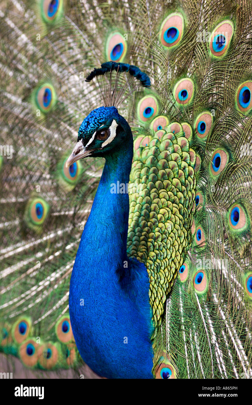 peacock neck and head against a background of its tail feathers Stock ...
