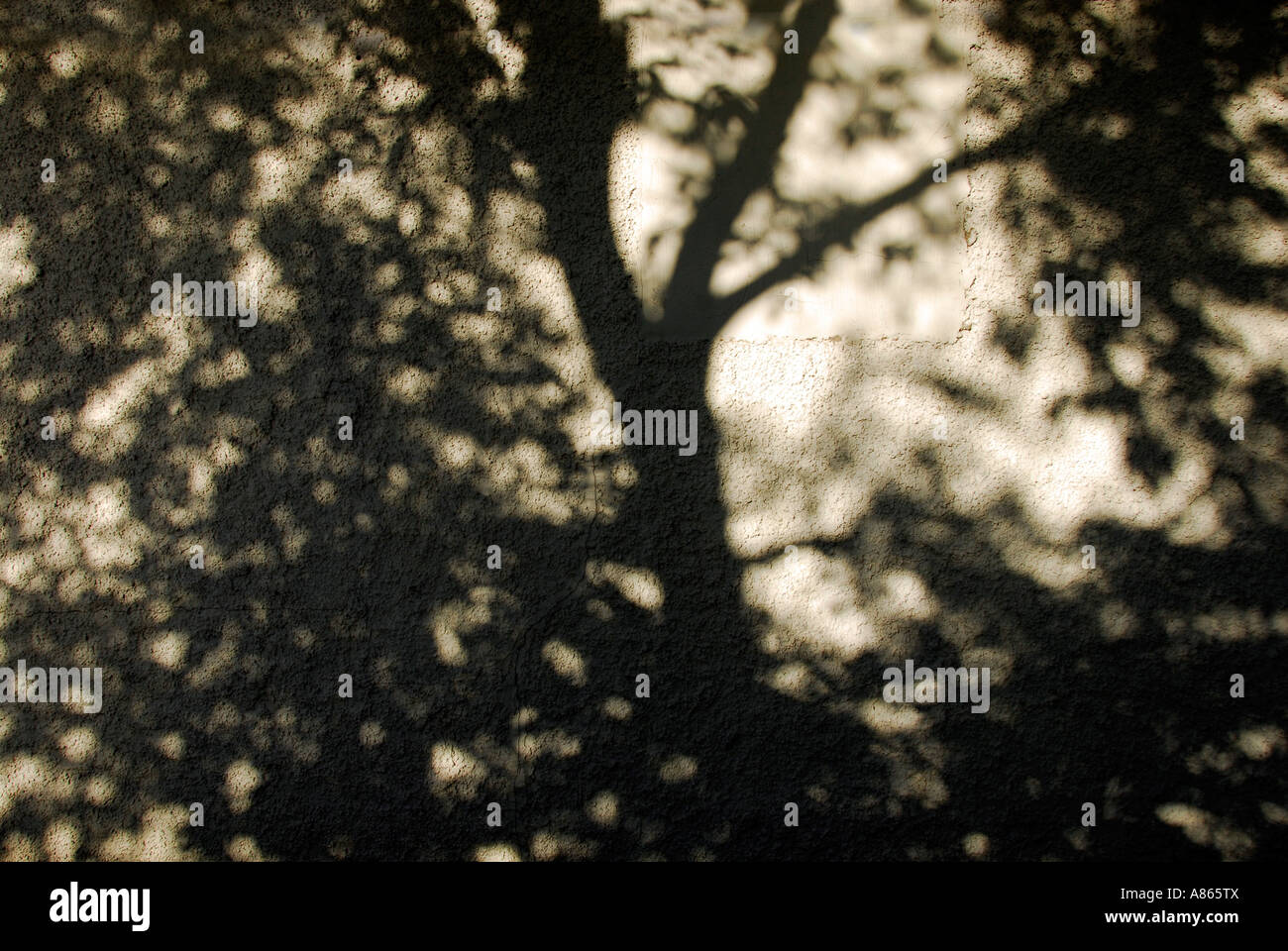 Tree's shadow on stucco wall Stock Photo - Alamy