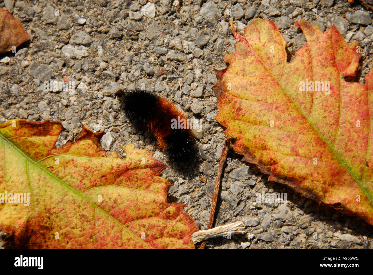 Autumn colors and wooly bear caterpillar Stock Photo - Alamy