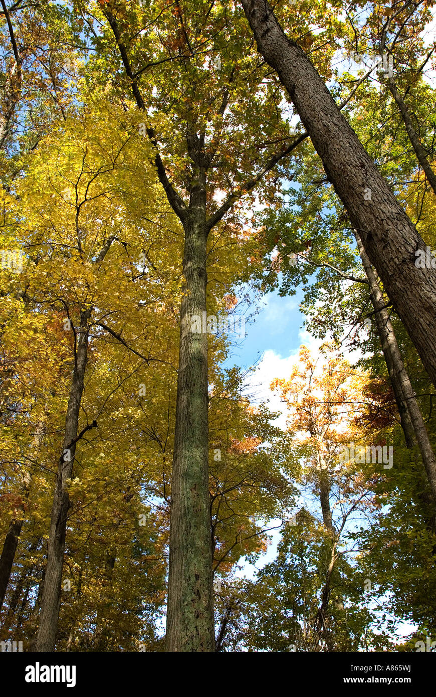 Tall trees in autumn foliage Stock Photo - Alamy
