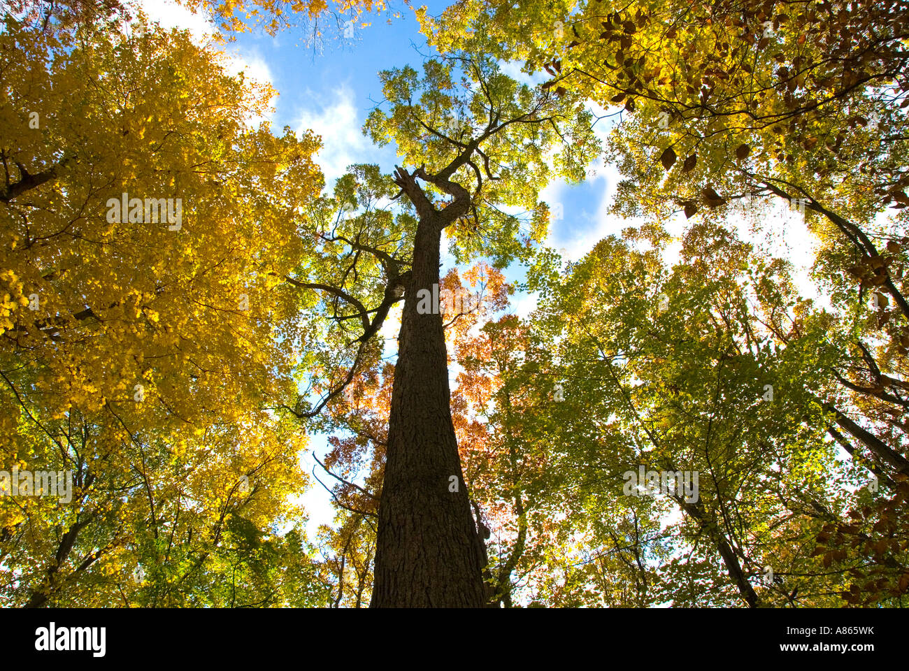 Tall tree in hi-res stock photography and images - Alamy