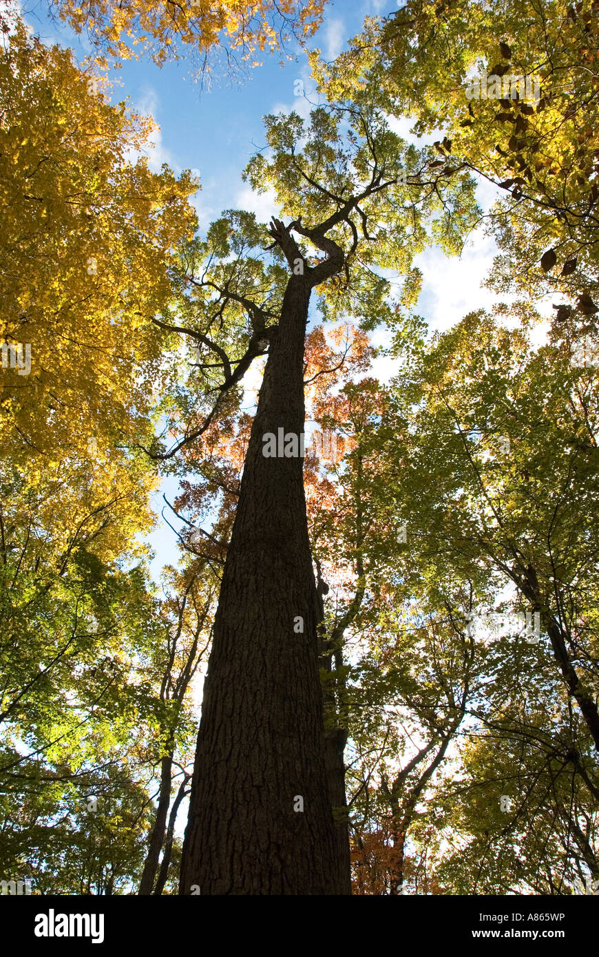 Tall tree in autumn foliage Stock Photo - Alamy