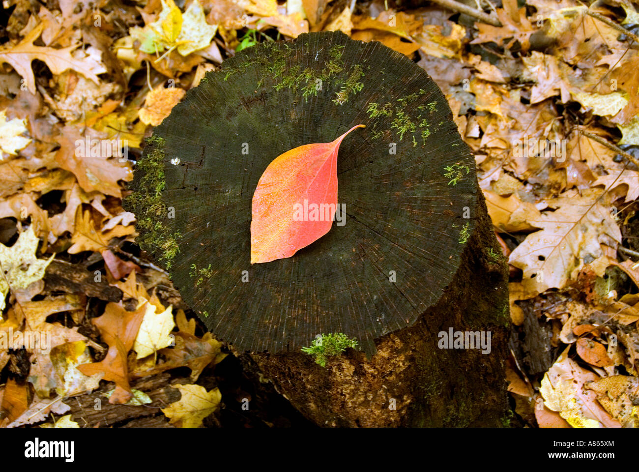Autumn leaf on stomp Stock Photo - Alamy