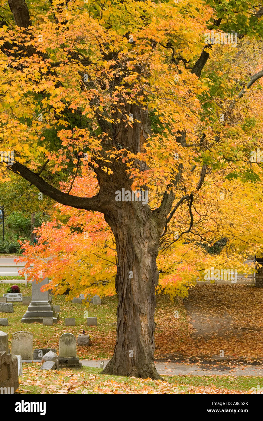 Autumn scene in cemetery Stock Photo - Alamy