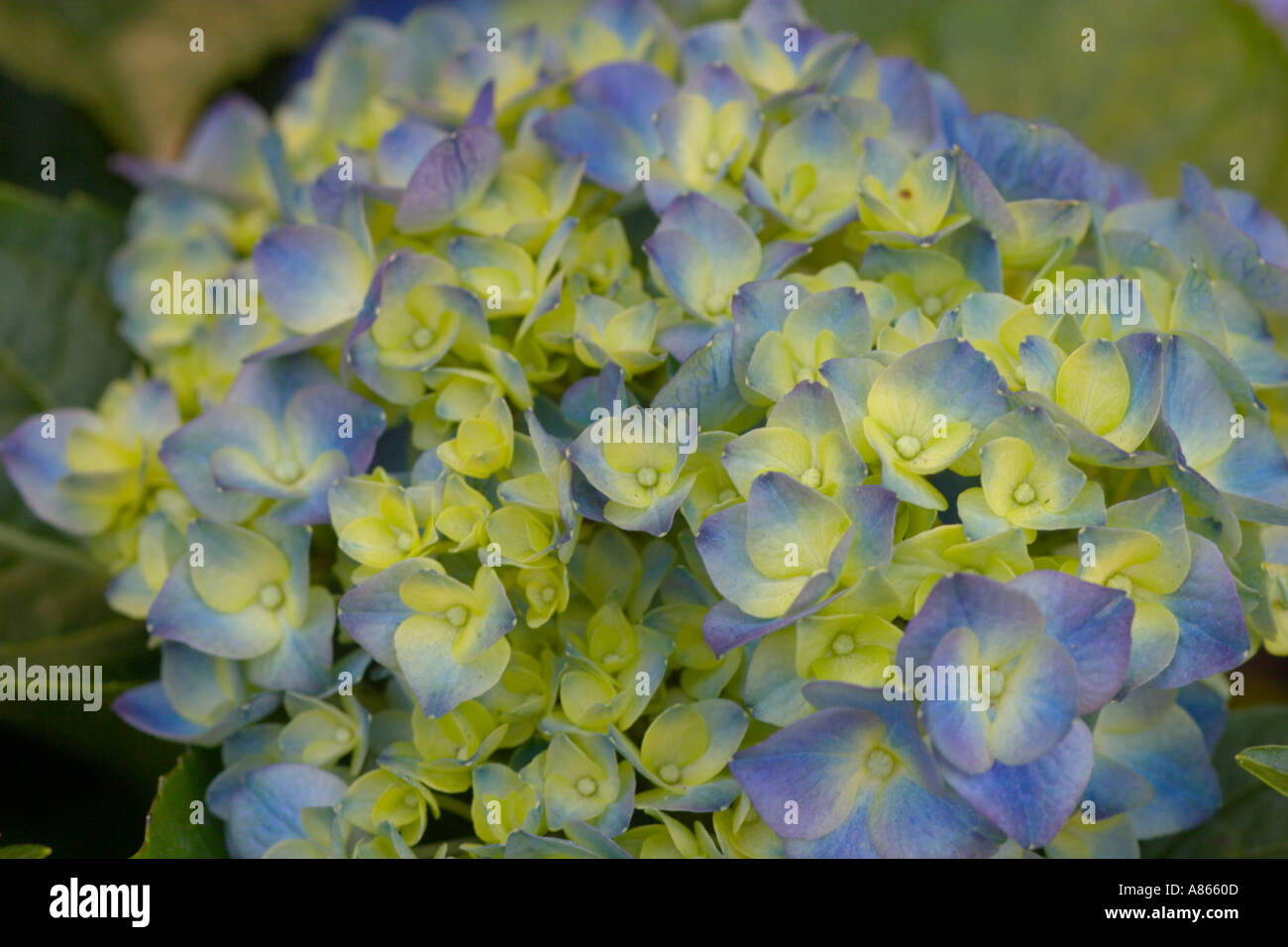 Home grown pollination hi-res stock photography and images - Alamy