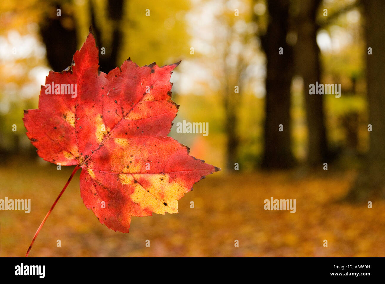Autumn scene in cemetery Stock Photo - Alamy