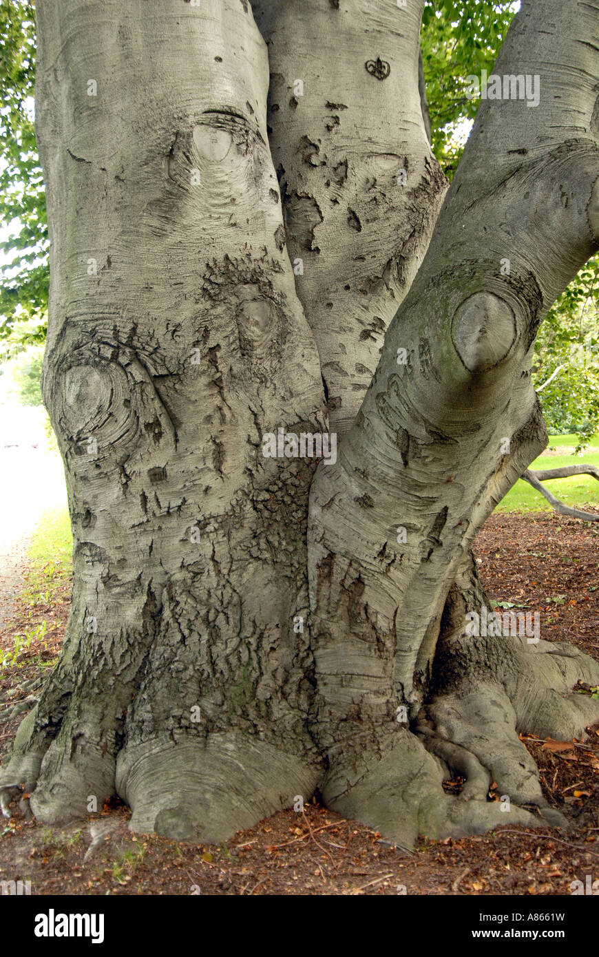 Beech tree bark Stock Photo - Alamy
