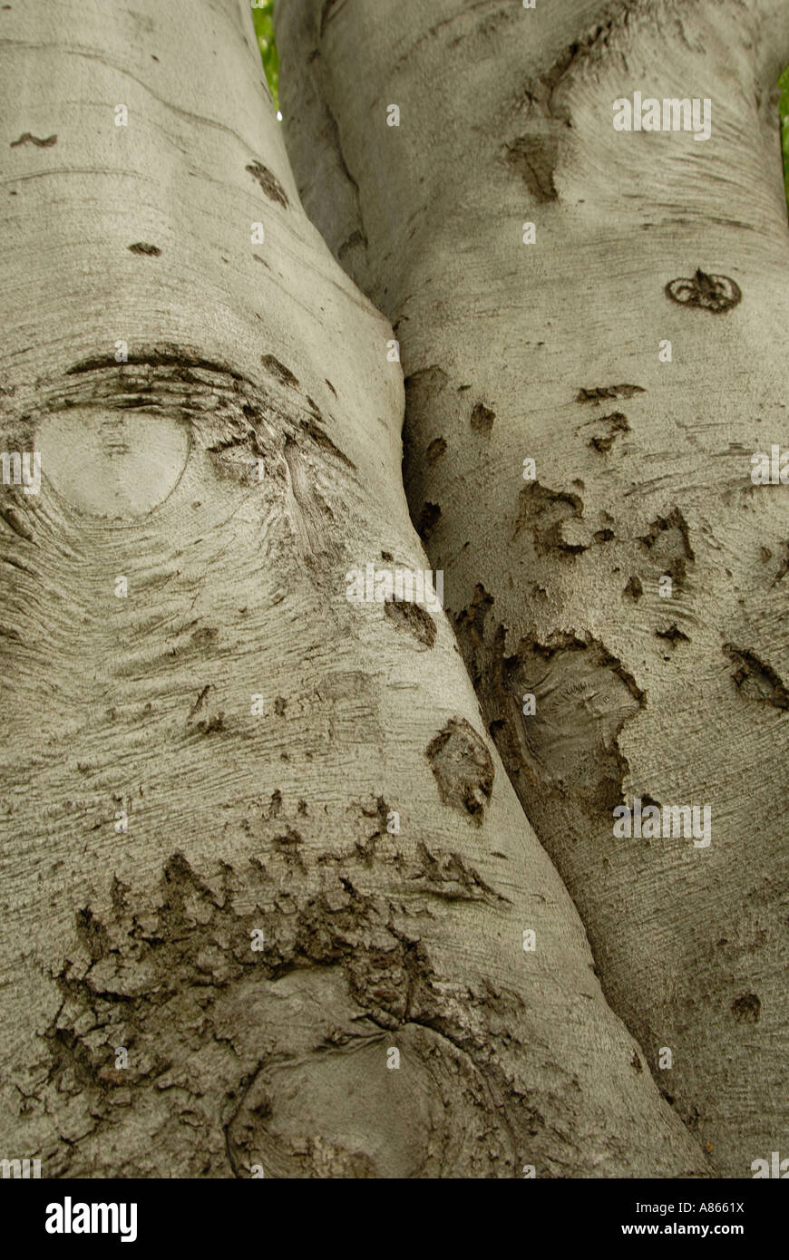 Beech tree bark Stock Photo - Alamy
