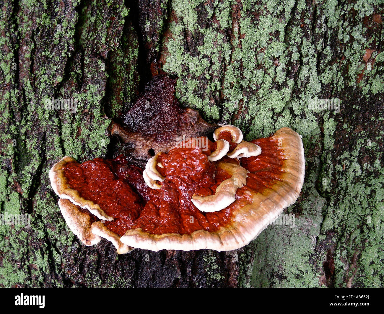 Colorful fungi on tree trunk Stock Photo - Alamy