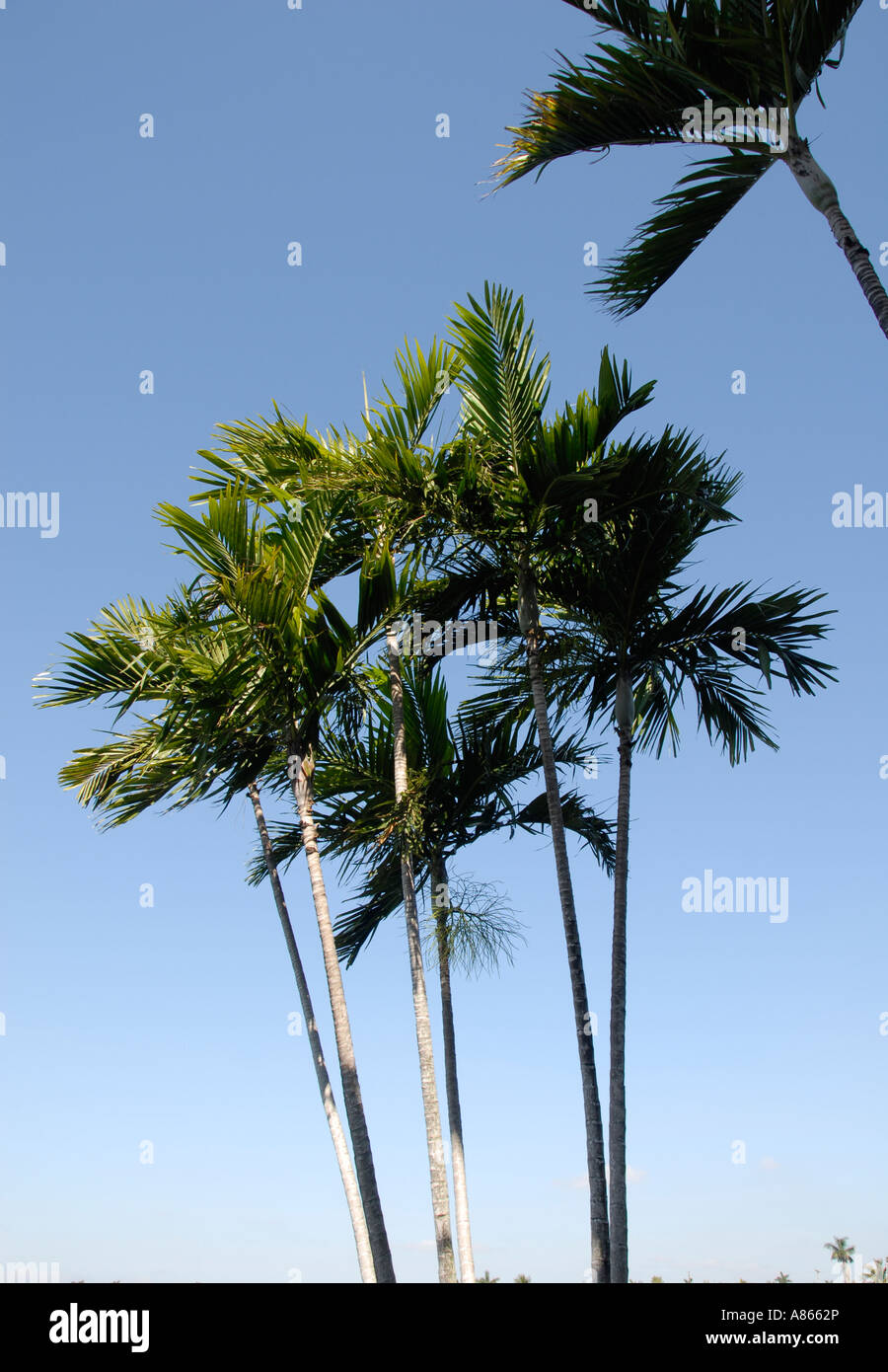 Palm trees in Florida, USA Stock Photo - Alamy
