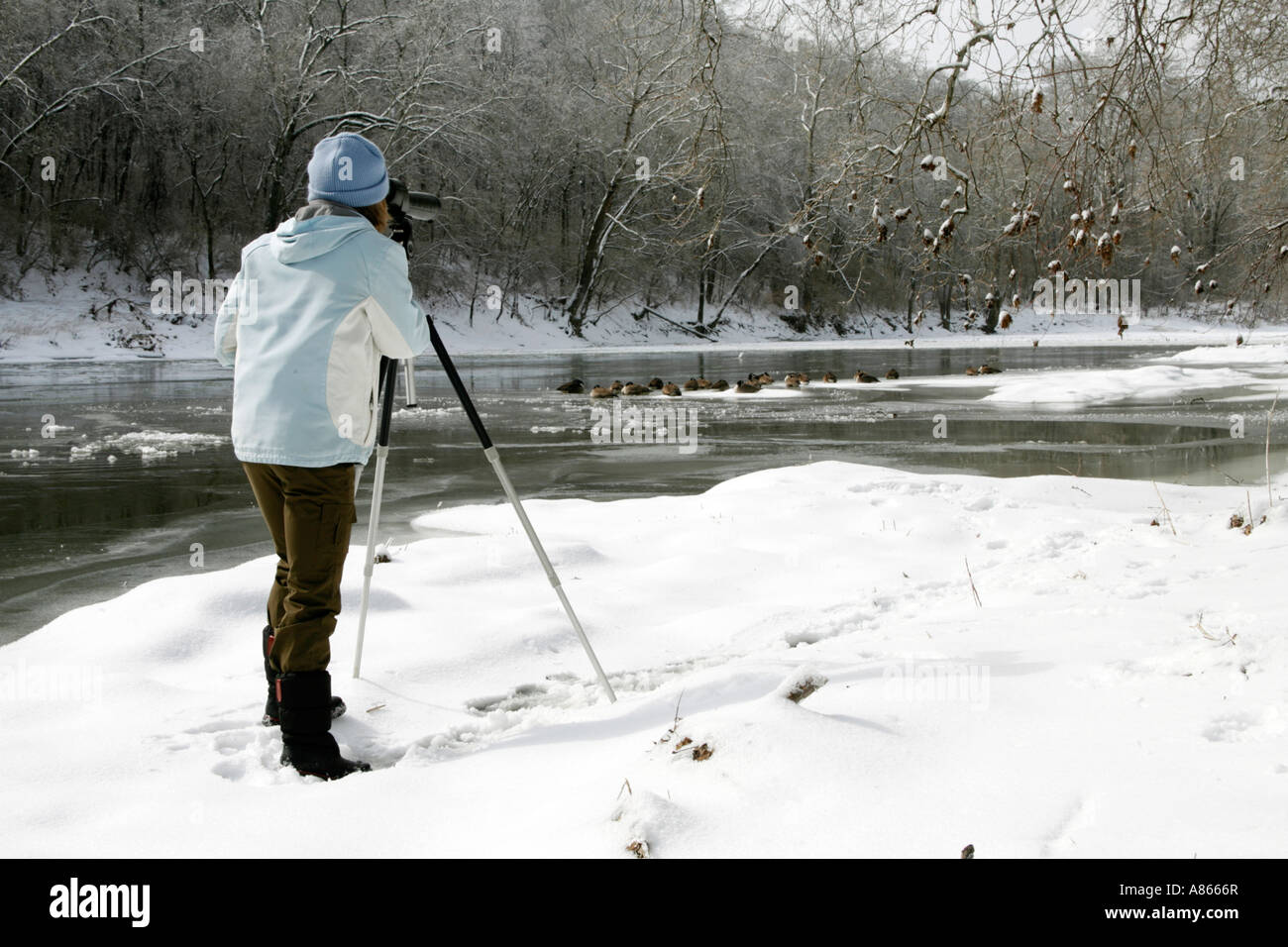 Winter Female Birdwatcher using Spotting Scope along Snowy River Bank ...