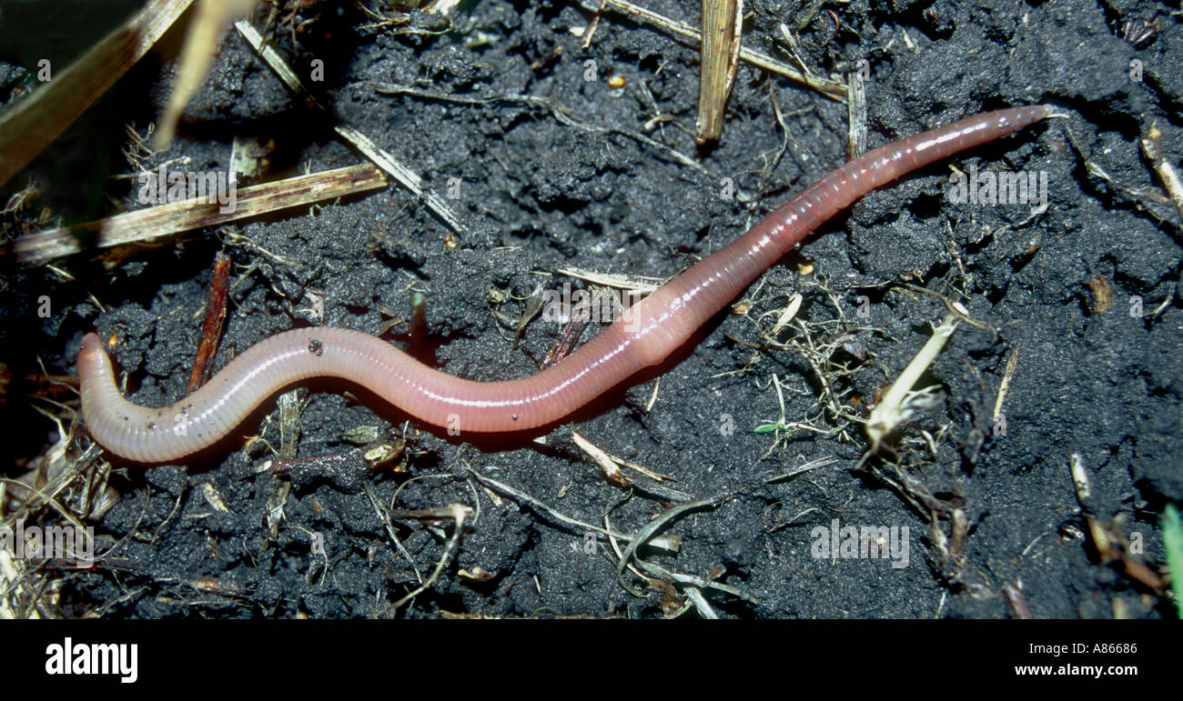 A creeping worm Stock Photo - Alamy