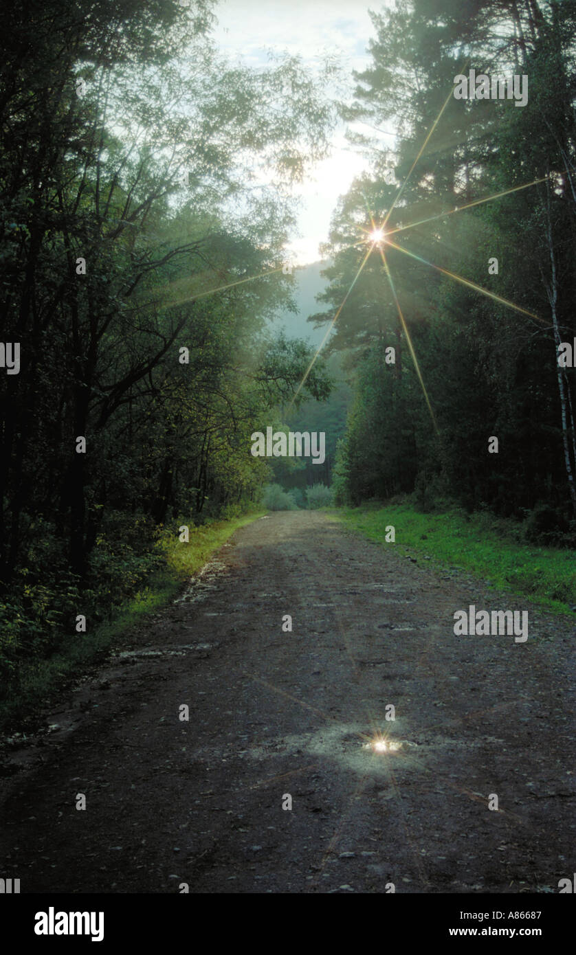 Sun rays reflection in the small puddle among the forest Stock Photo ...