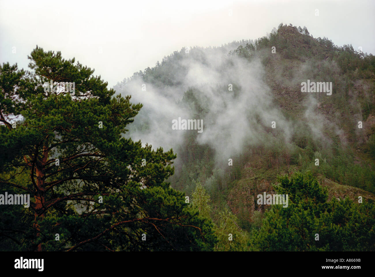 Mist is above the mountain and a pine tree Stock Photo - Alamy