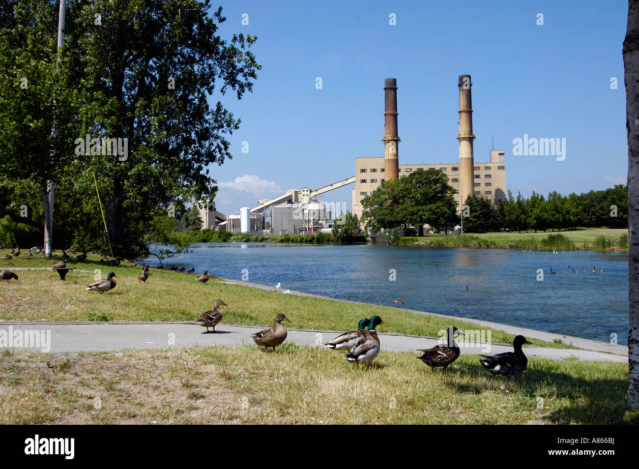 Coal fired power plant with wild ducks Stock Photo - Alamy