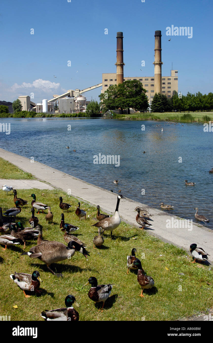 Coal ducks hi-res stock photography and images - Alamy