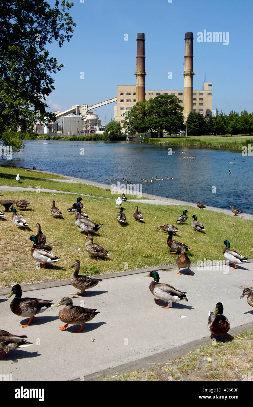Coal fired power plant with wild ducks Stock Photo - Alamy