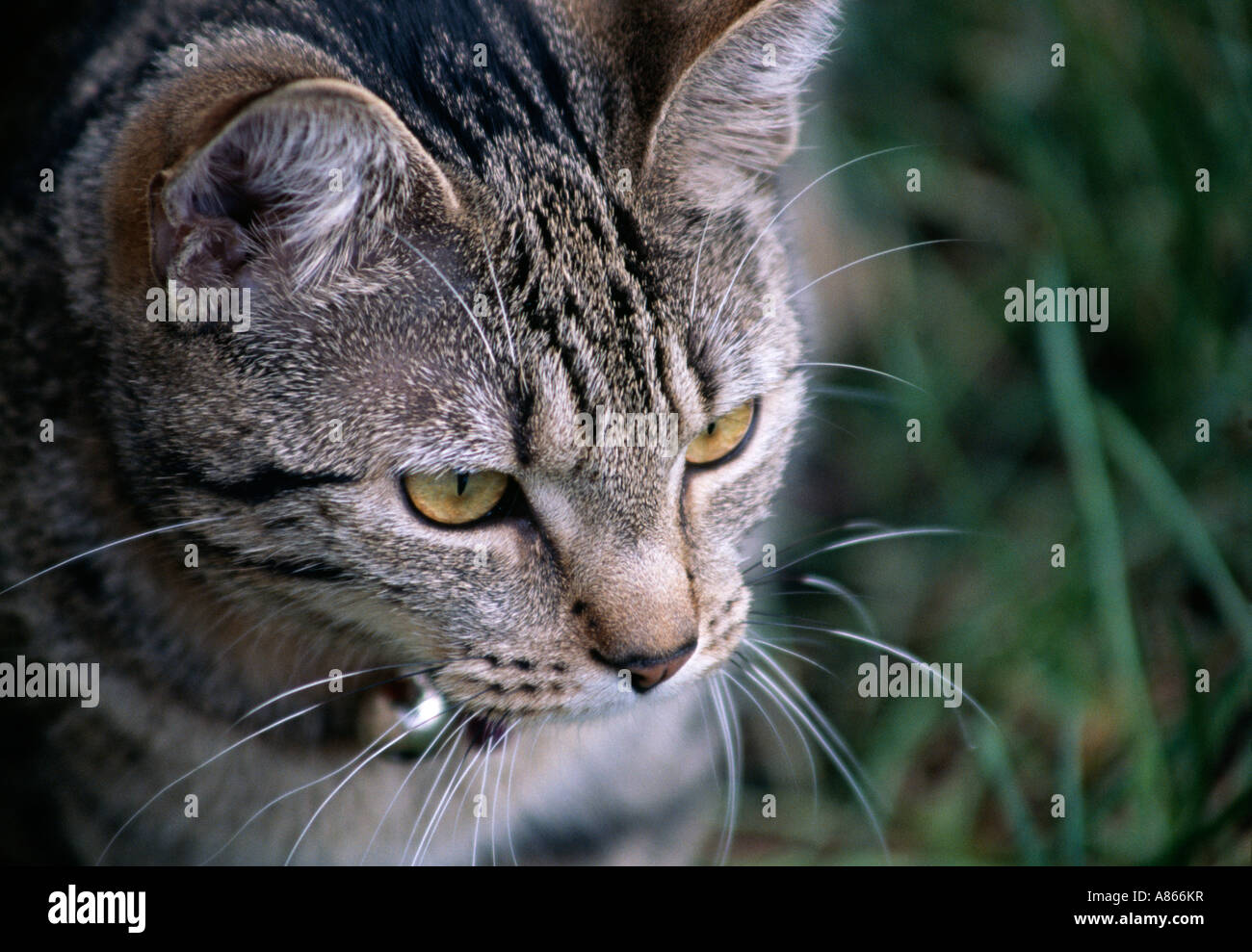 Close up of Cat hunting Stock Photo - Alamy