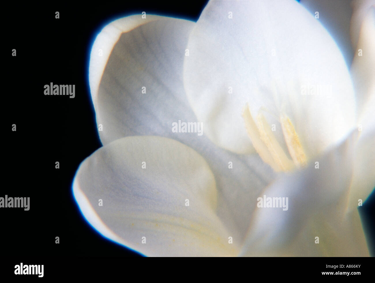 Freshia hi-res stock photography and images - Alamy