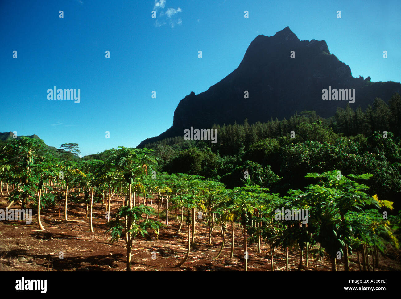 Papaya farm Moorea Polynesia Stock Photo - Alamy