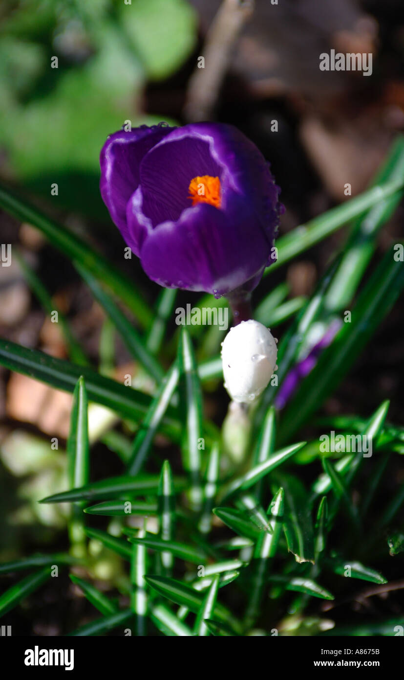 Royal purple crocus hi-res stock photography and images - Alamy