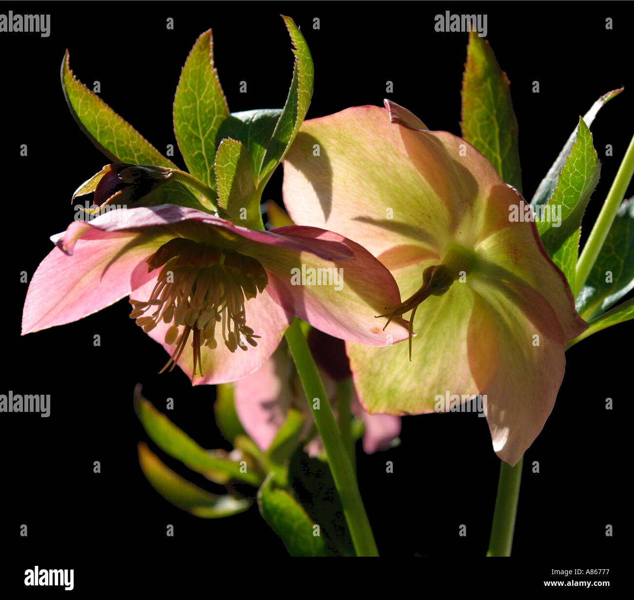 Hellibore Orientalis. Pink Christmas Rose, also called the Lenten Rose ...