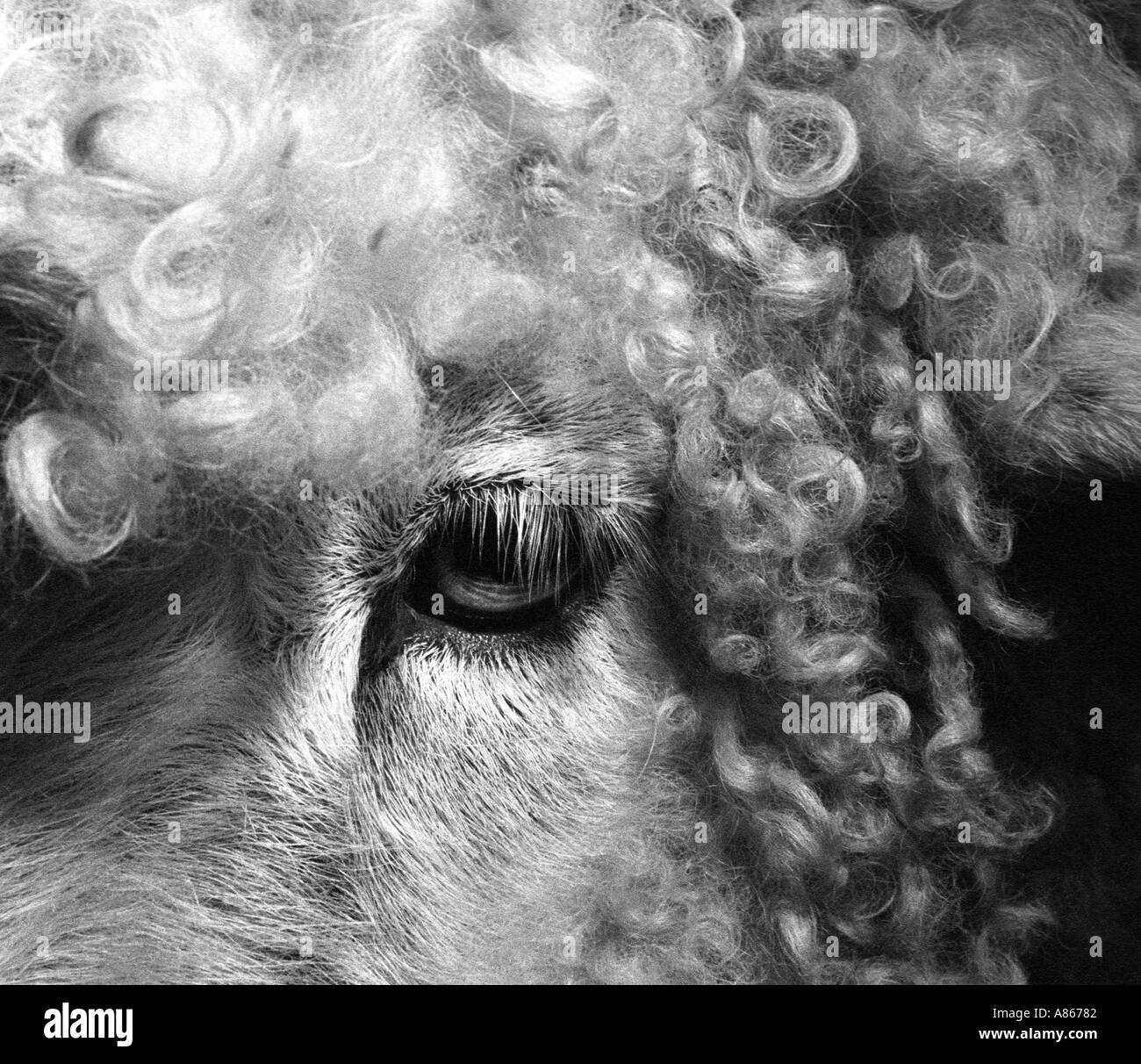 Prized sheep hi-res stock photography and images - Alamy