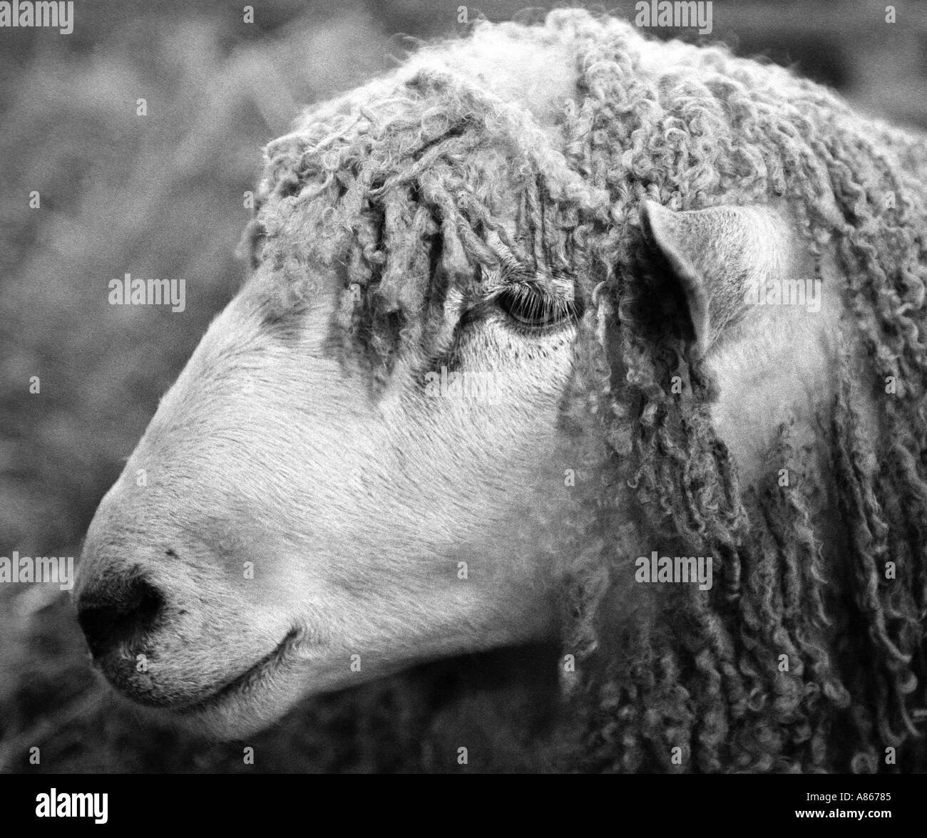 Prize winning Wensleydale sheep's head showing curls that are natural ...