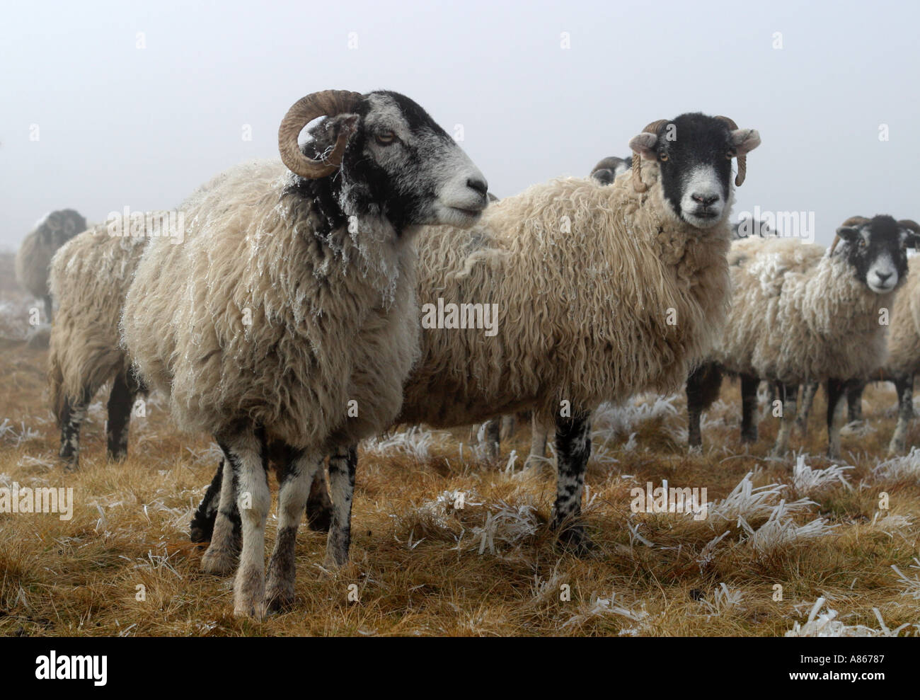 Hardy breeds of sheep hi-res stock photography and images - Alamy