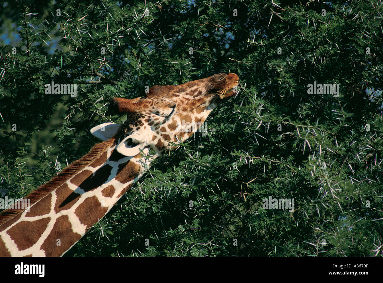 Close up of Reticulated Giraffe eating Acacia tree Samburu National ...