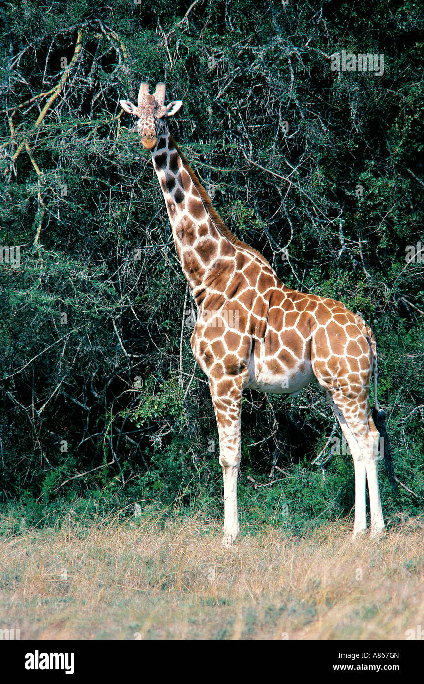 Pregnant female Reticulated Giraffe Meru National Park Kenya Stock ...