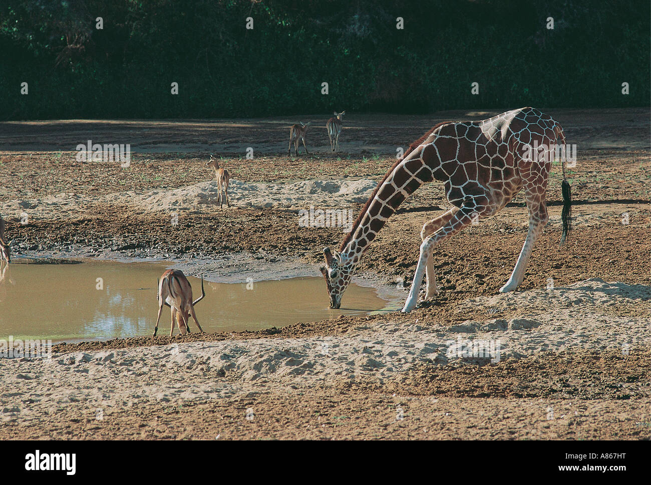 Splay legs hi-res stock photography and images - Alamy