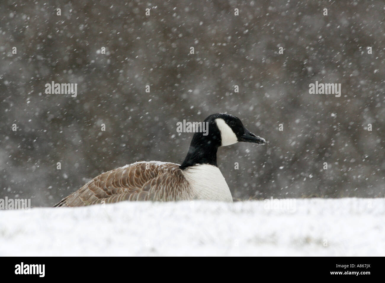 Canada Goose in Falling Snow Stock Photo - Alamy