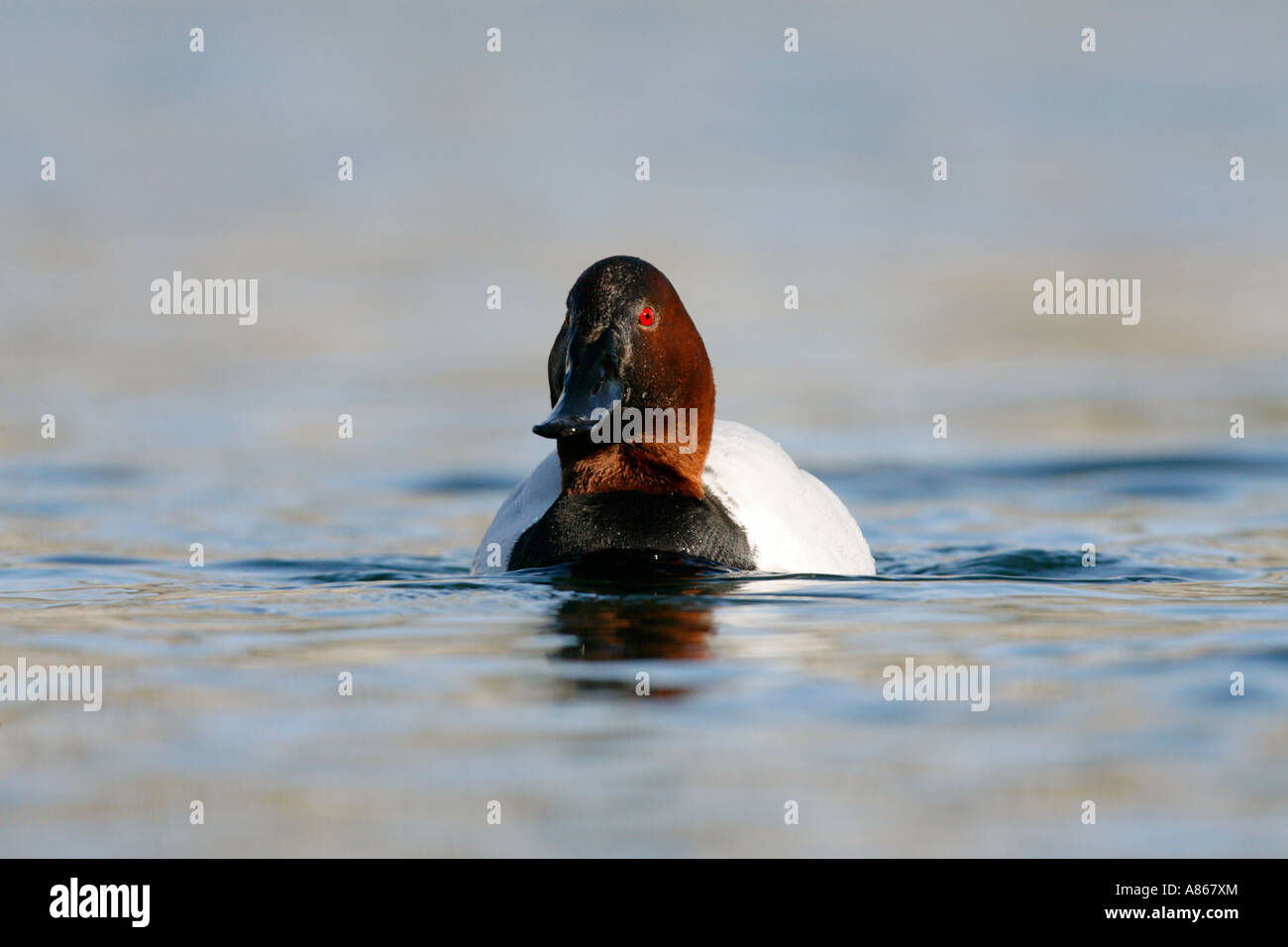 Canvasback eye hi-res stock photography and images - Alamy