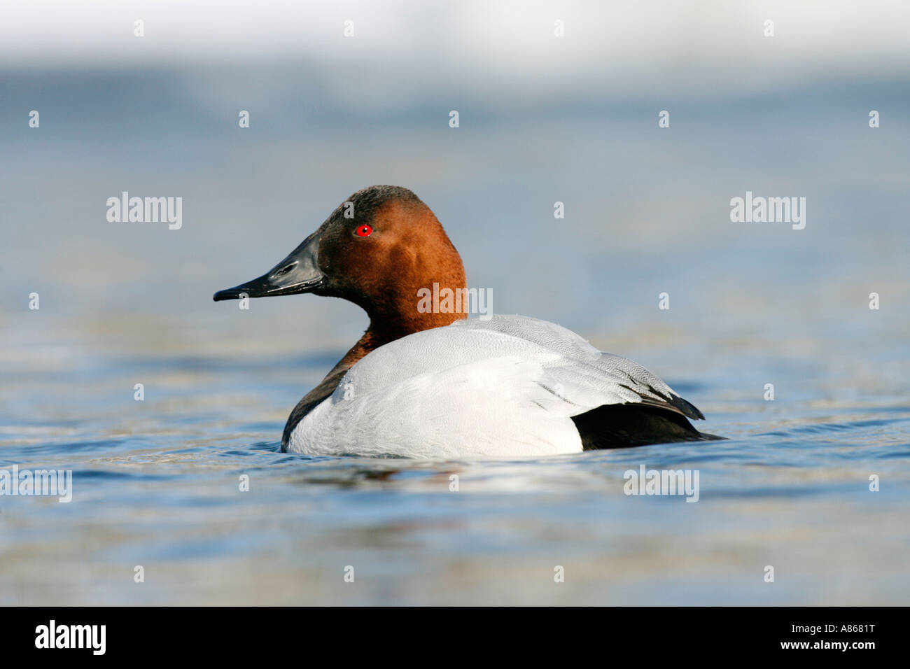 Canvasback eye hi-res stock photography and images - Alamy