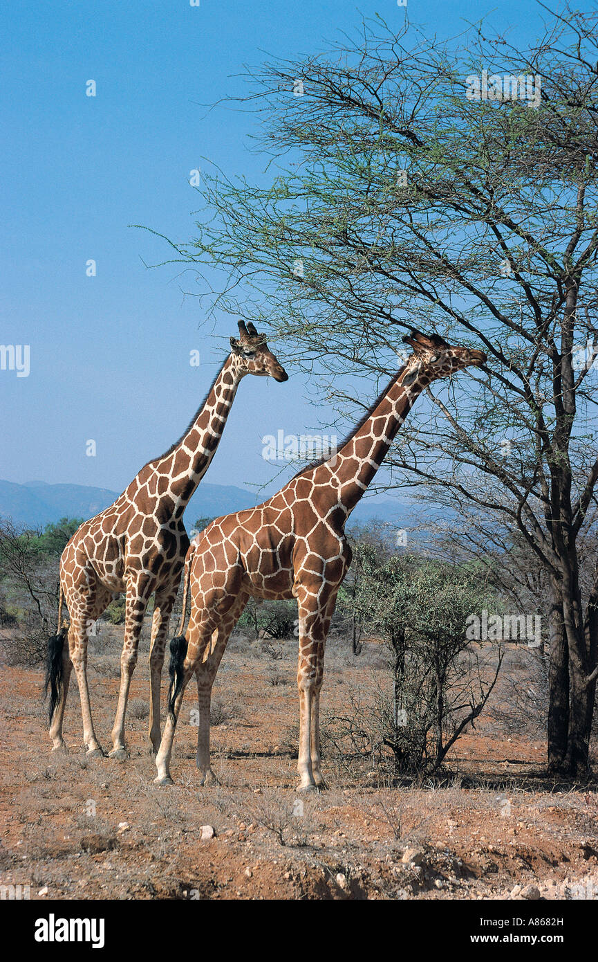 Two Reticulated Giraffe browse on tree Samburu National Reserve Kenya Stock Photo - Alamy