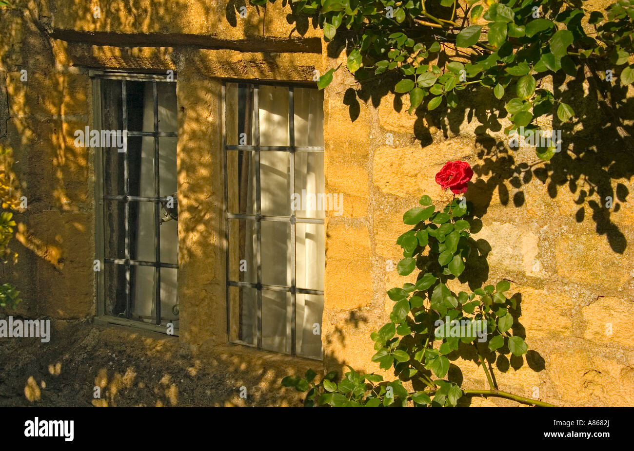 Climbing rose beside a window in Broadway Cotswolds Stock Photo - Alamy