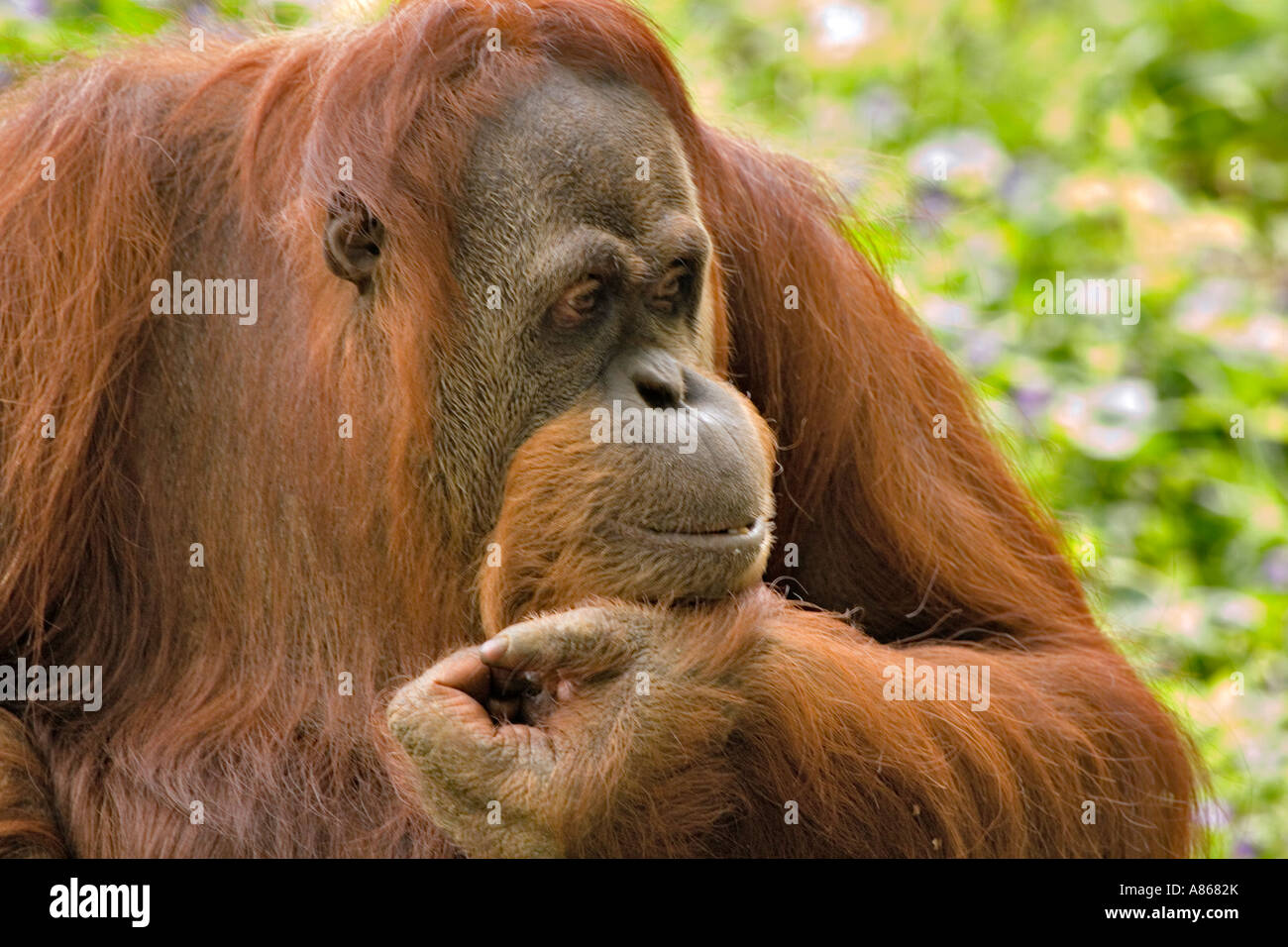 Female ape hi-res stock photography and images - Alamy