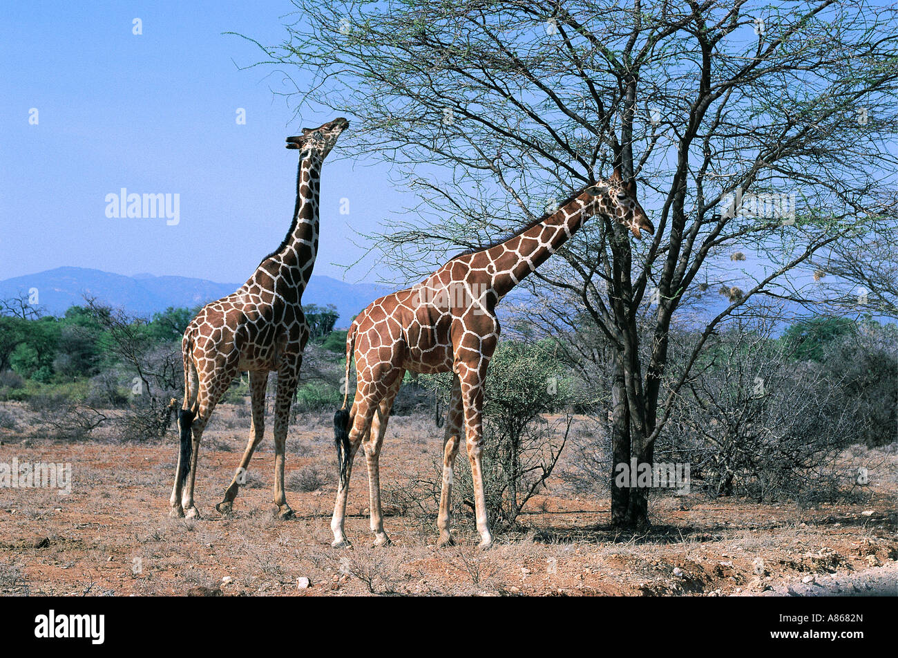Acacia giraffe hi-res stock photography and images - Alamy