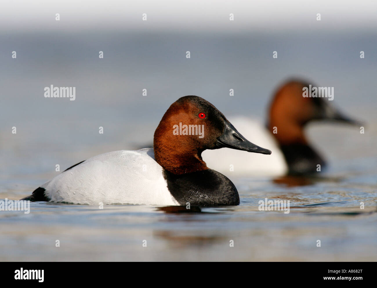 Male canvasbacks hi-res stock photography and images - Alamy