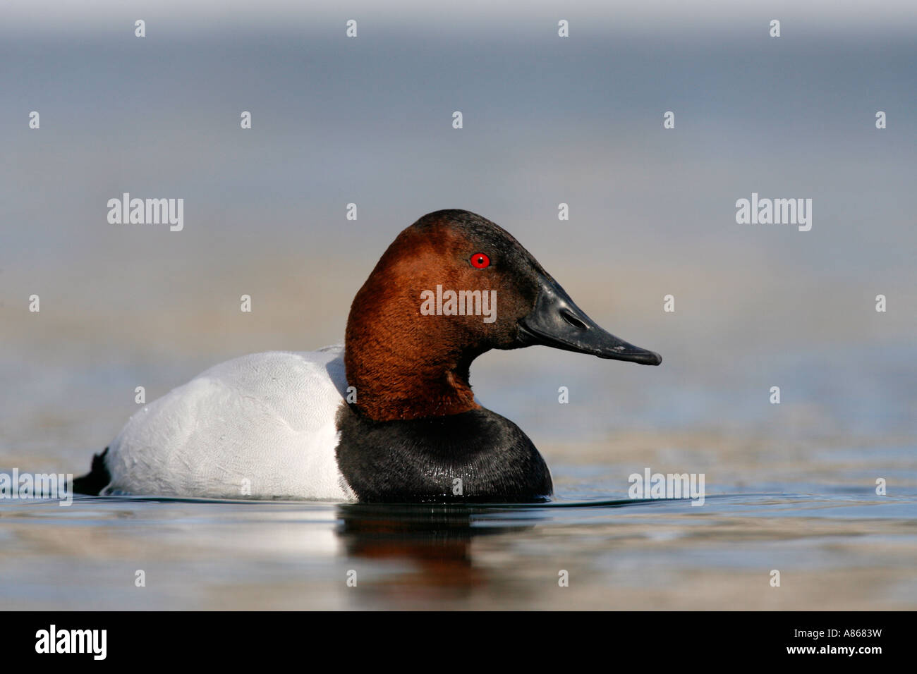 Canvasback eye hi-res stock photography and images - Alamy