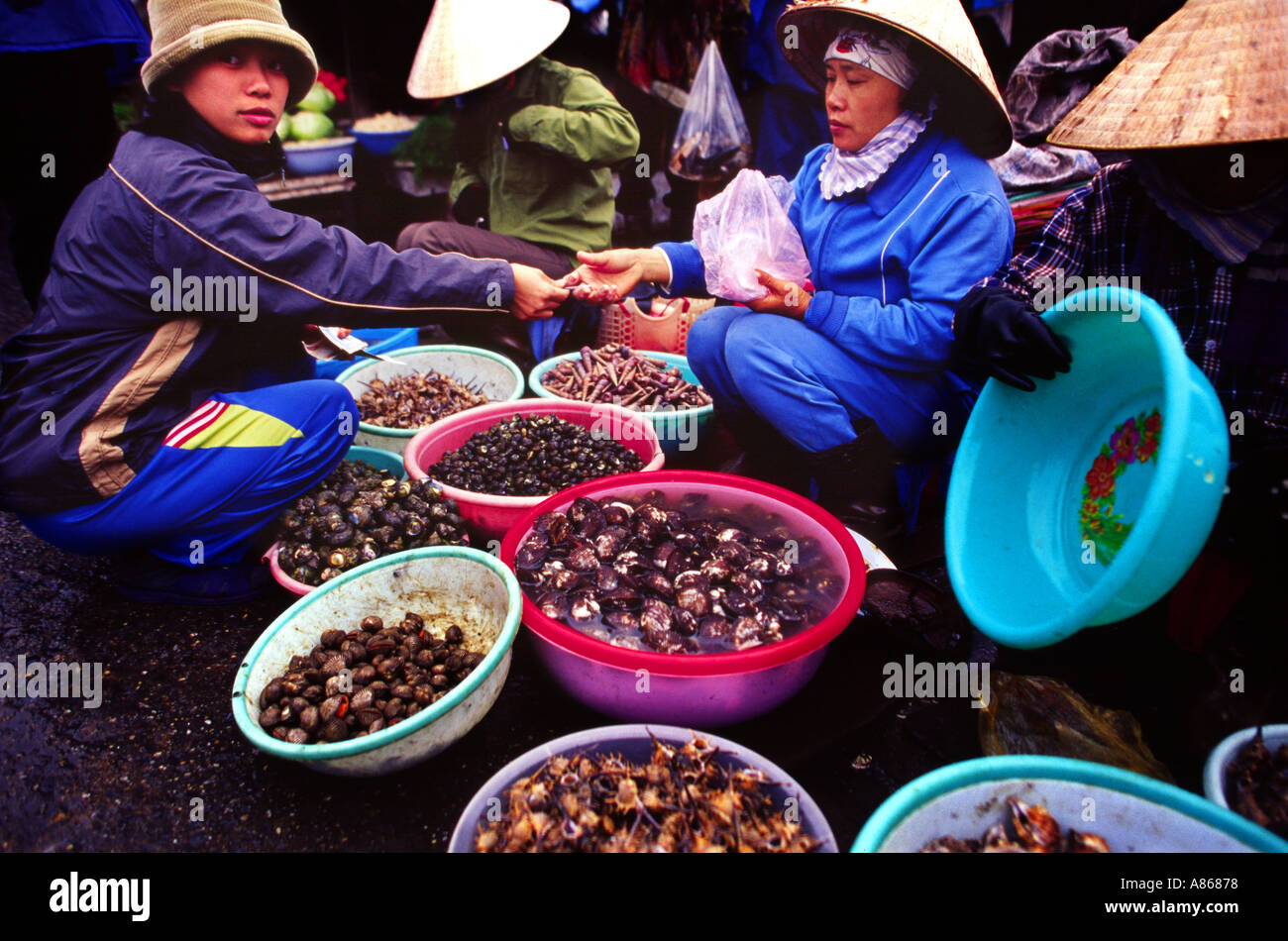 Shell Fish Market Stock Photo - Alamy