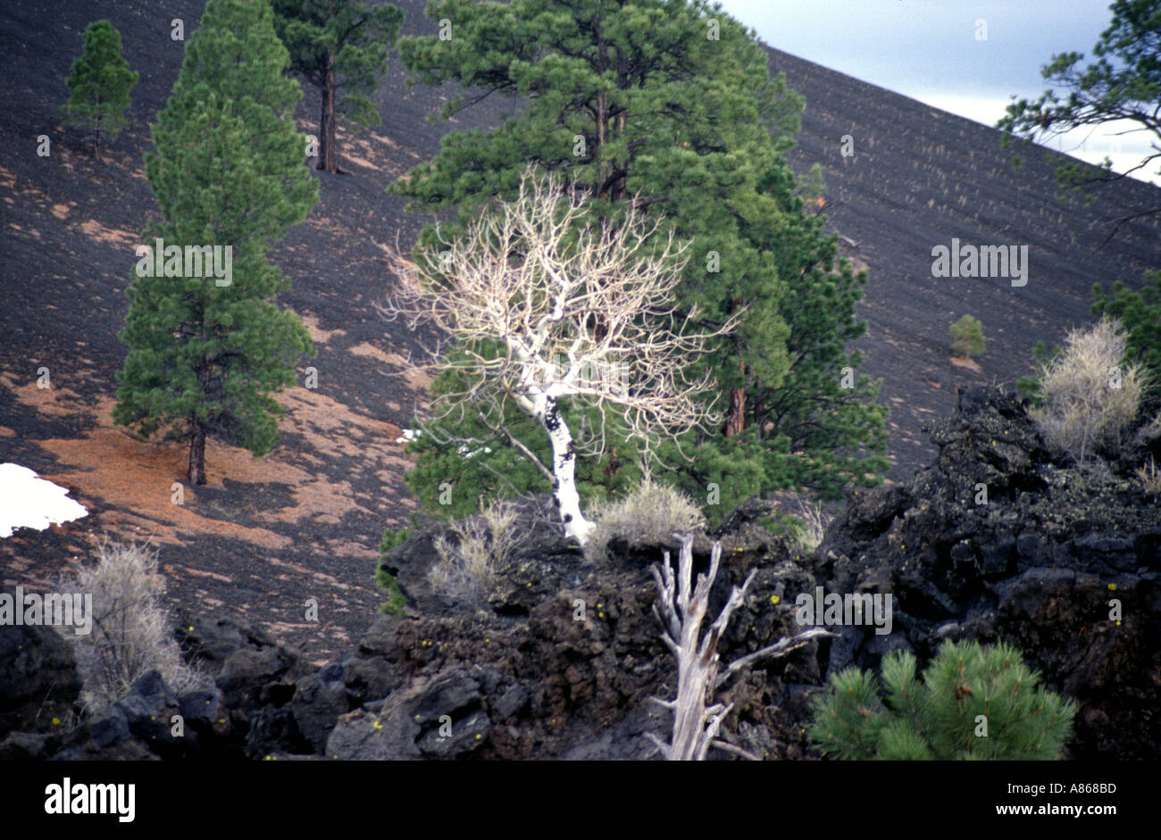 White tree 2 Stock Photo - Alamy